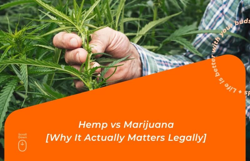 Hemp Vs Marijuana: What's The Diff? | Budpop
